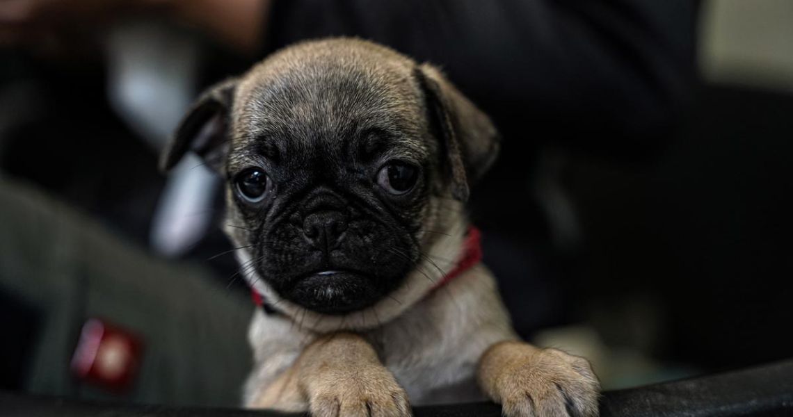 15 hunde med mider og sår fjernet | Dyrenes Beskyttelse